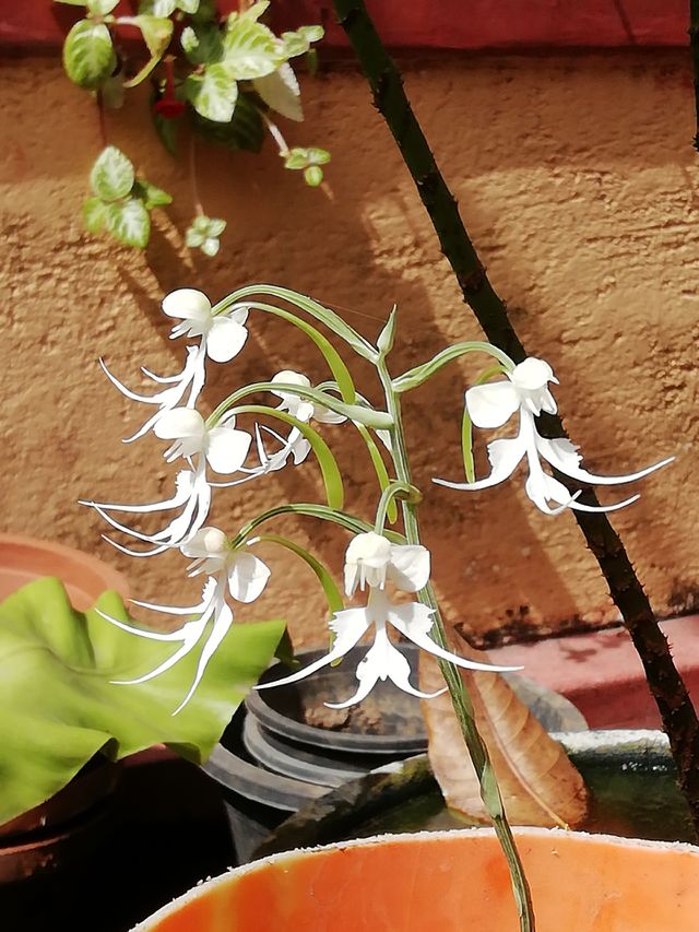 Narilatha Flower Hoax | Best Flower Site